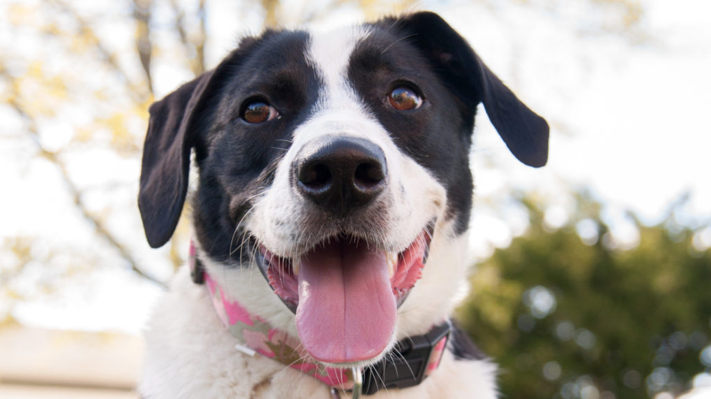 Adopt - PetConnect Rescue