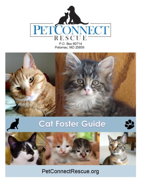 Cat Foster Guide - PetConnect Rescue
