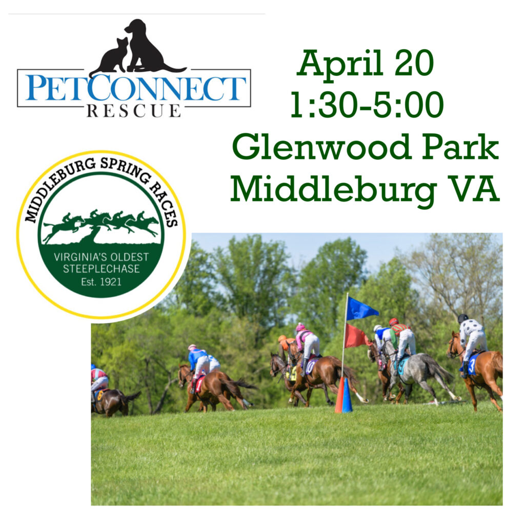 Middleburg Spring Races: Adoption Event - PetConnect Rescue